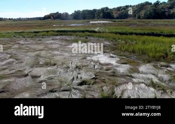 Swamp mats Stock Videos & Footage - HD and 4K Video Clips - Alamy