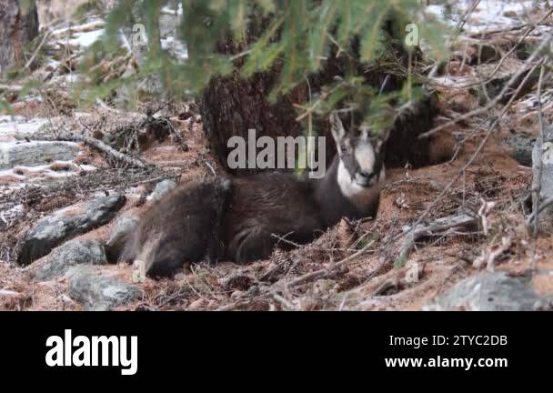 Wild animal in tree Stock Videos & Footage - HD and 4K Video Clips - Alamy