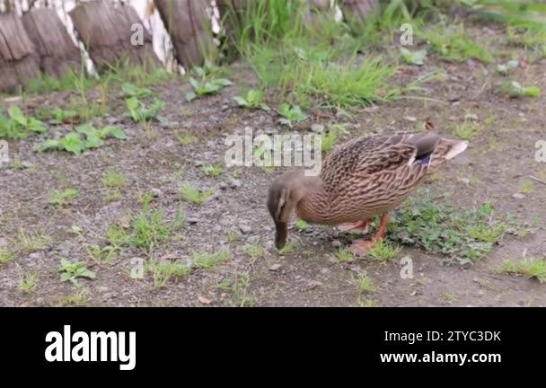 Duck pasture Stock Videos & Footage - HD and 4K Video Clips - Alamy