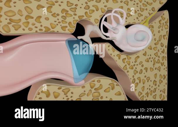 Inner ear anatomy Stock Videos & Footage - HD and 4K Video Clips - Alamy
