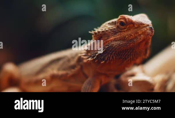 Bearded dragon, also known as Pogona, sitting on a tree branch. This ...