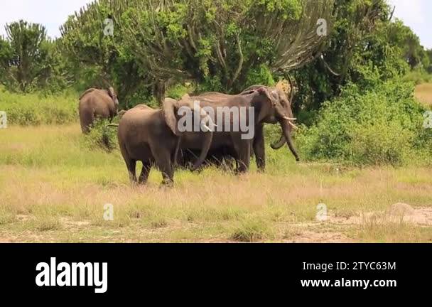 Three trumpets Stock Videos & Footage - HD and 4K Video Clips - Alamy