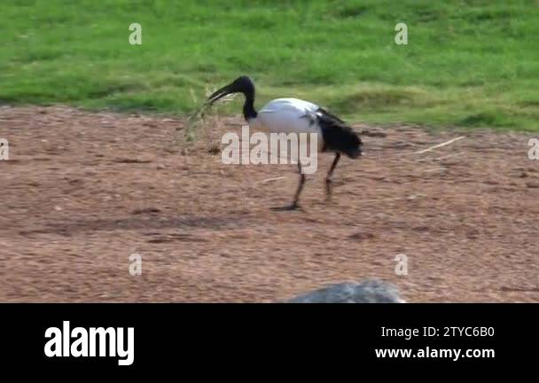 Nest Materials Stock Videos And Footage Hd And 4k Video Clips Alamy