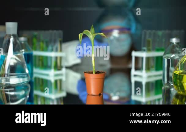 Biologist examining corn plant in laboratory, conducting GMO experiment ...