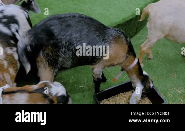 Provender corn Stock Videos & Footage - HD and 4K Video Clips - Alamy