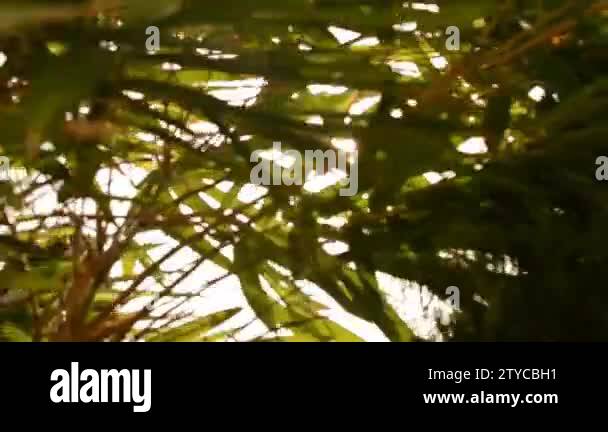 Munro leaf Stock Videos & Footage - HD and 4K Video Clips - Alamy