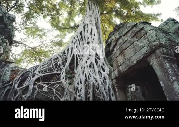 Tomb raider tree Stock Videos & Footage - HD and 4K Video Clips - Alamy