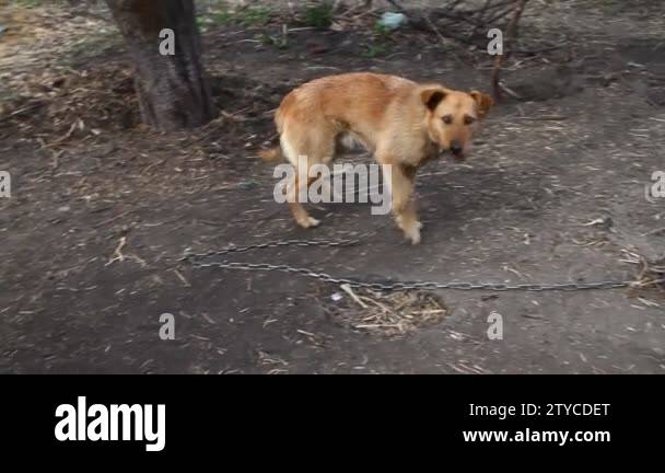 Dog on a chain, the dog next to the booth, the dog in the yard. Guard ...