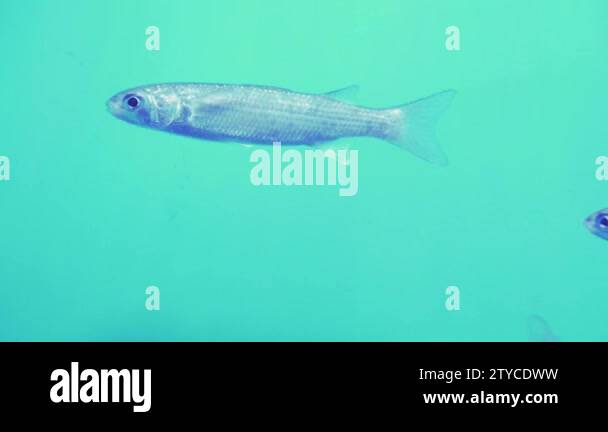 Anchovies in water tank Stock Videos & Footage - HD and 4K Video Clips ...