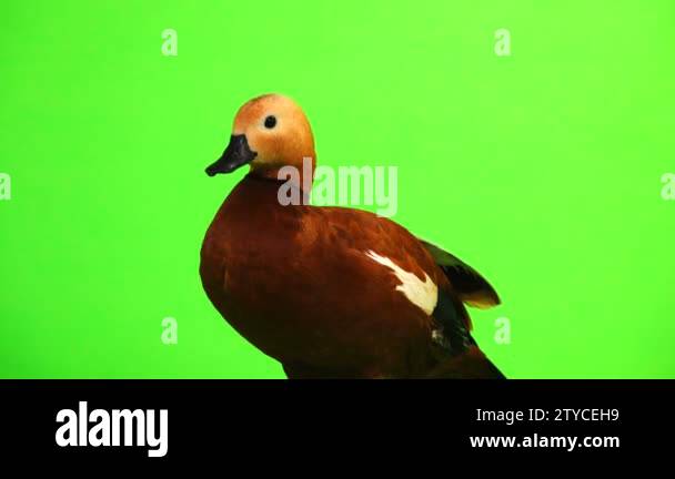 male Beautiful bright red duck (Ogar) rotates, isolated on green screen ...