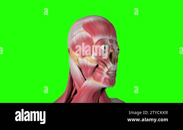 This video shows the frontalis muscles Stock Video Footage - Alamy