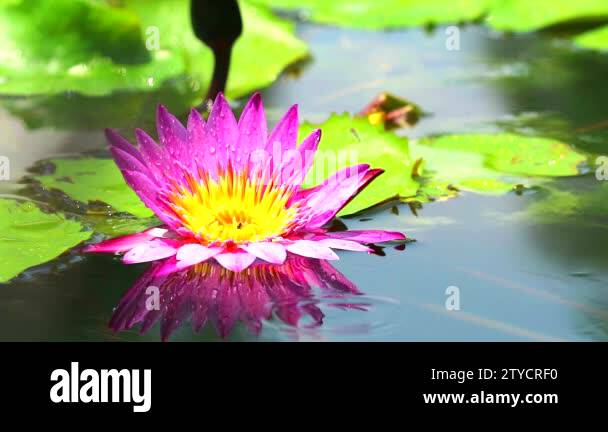Indian lotus flower leaves Stock Videos & Footage - HD and 4K Video ...