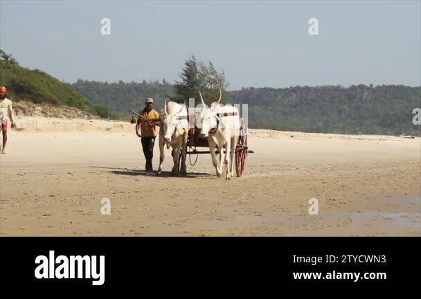 Bull cart race Stock Videos & Footage - HD and 4K Video Clips - Alamy