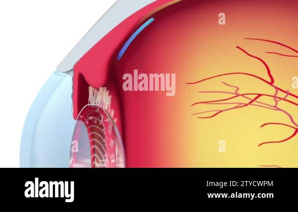 3D Medical Animation of Healthy Eye Anatomy Stock Video Footage - Alamy
