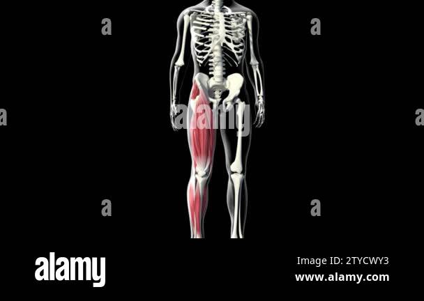 Quadriceps anatomy muscles Stock Videos & Footage - HD and 4K Video ...