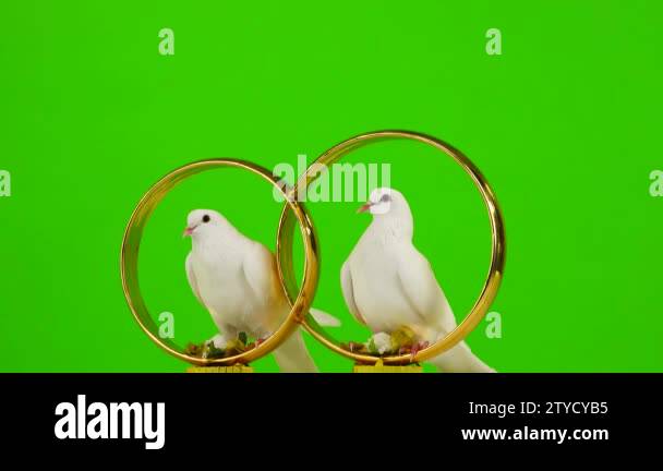 Two white doves shape Stock Videos & Footage - HD and 4K Video Clips ...