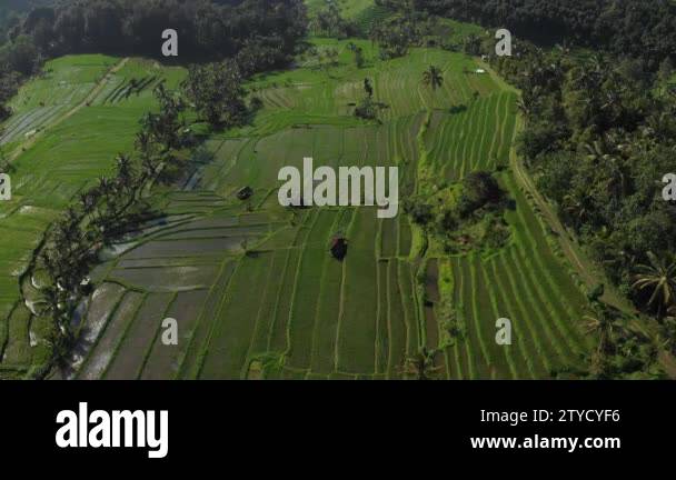 Rice Terrace Aerial view from drone. Abstract geometric shapes of ...