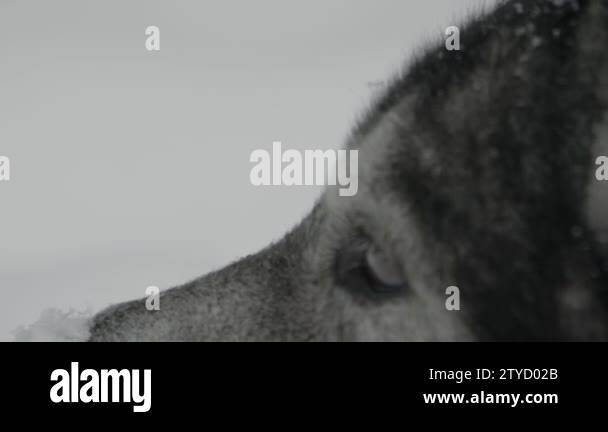 Husky winter looks away and sniffs. Husky face close up in profile ...