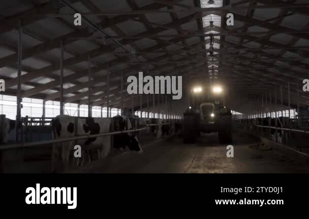 A feeding gallery in a cattle farm with cows and moving tractor between ...