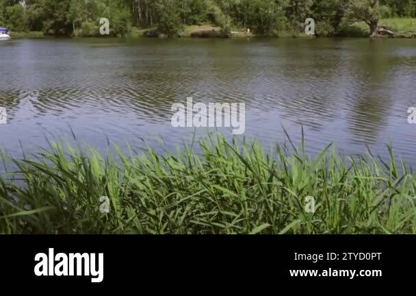 Leaves of reeds in the bay of the river. Slow camera wiring. On the ...