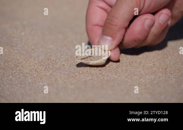 An ant-lion insect buries itself in the sand on a seashell beach in the ...