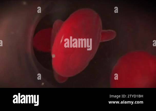 The blood circulatory system (cardiovascular system) delivers nutrients ...