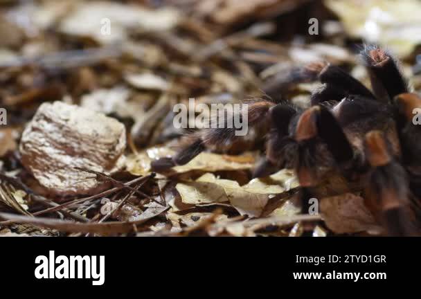Brachypelma smithi mexican red knee tarantula Stock Videos & Footage ...