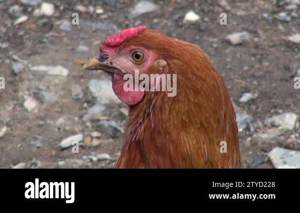 Chickens female bird animals Stock Videos & Footage - HD and 4K Video ...