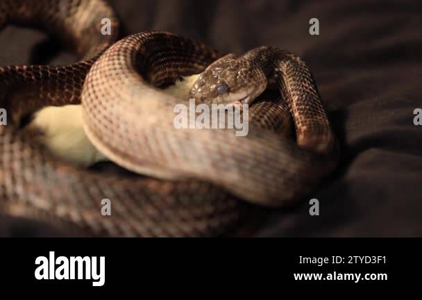 Snake biting hand Stock Videos & Footage - HD and 4K Video Clips - Alamy