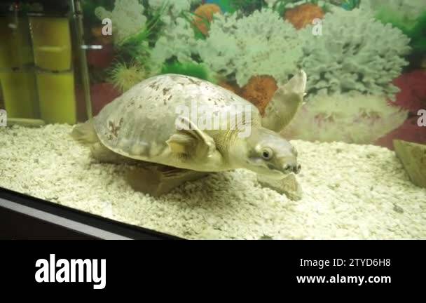 Pitted shell turtle Stock Videos & Footage - HD and 4K Video Clips - Alamy