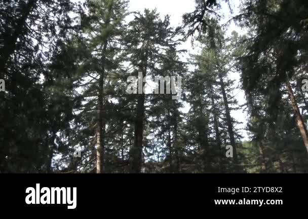 Timber tree forest Stock Videos & Footage - HD and 4K Video Clips - Alamy