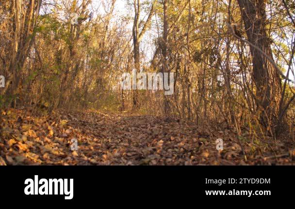 Foxes in forest Stock Videos & Footage - HD and 4K Video Clips - Alamy
