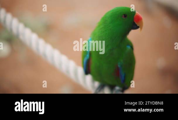 Eclectus parrot (Eclectus roratus) sitting on a rope. This beautiful ...