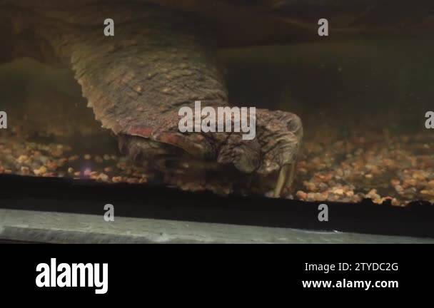 Claws of a turtle Stock Videos & Footage - HD and 4K Video Clips - Alamy