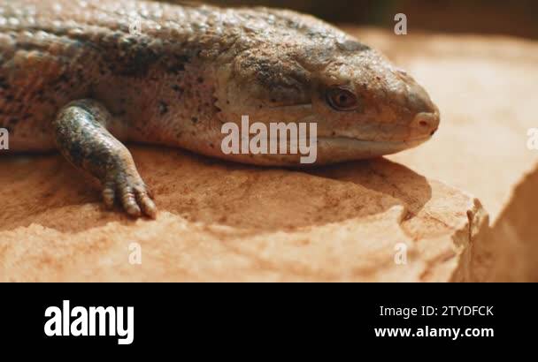 Blue-tongued lizard, also known as blue-tongued skink or bluey, sitting ...
