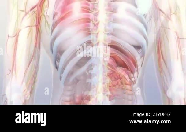Representation on the human body. Cardiovascular system 3D Animation ...