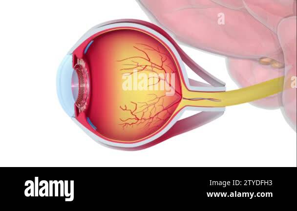 3D Medical Animation of Healthy Eye Anatomy Stock Video Footage - Alamy