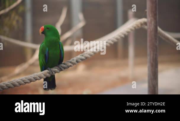 Eclectus parrot (Eclectus roratus) sitting on a rope. This beautiful ...
