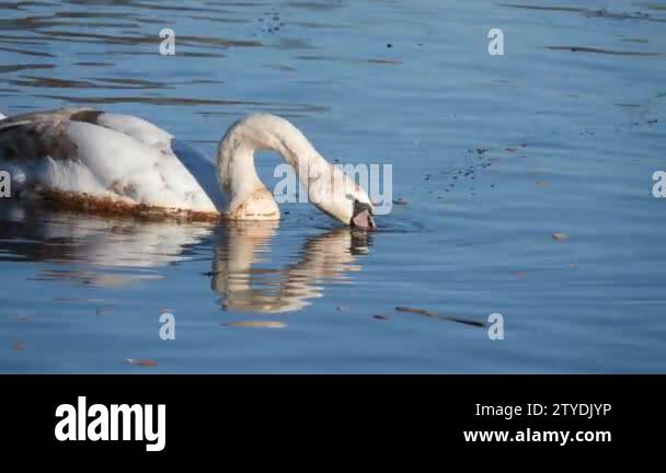 Rare swan species Stock Videos & Footage - HD and 4K Video Clips - Alamy