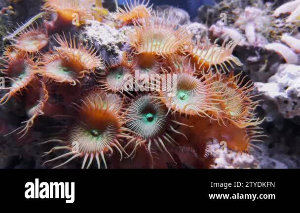 Button zoanthids soft corals and hard corals on sea bottom. Seabed with ...