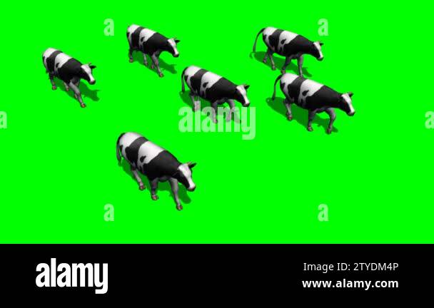 Small herd cows run - top view towards the camera - green screen 7 ...
