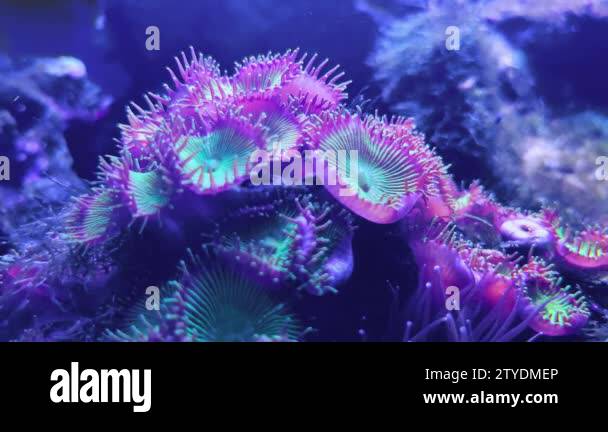 Seabed with sea urchins, underwater seaweeds and plants, video of ...