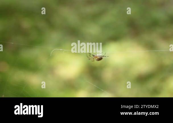 Writing spider web Stock Videos & Footage - HD and 4K Video Clips - Alamy