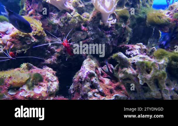 Lysmata debelius shrimp underwater. Prawn and hard corals, aquarium ...