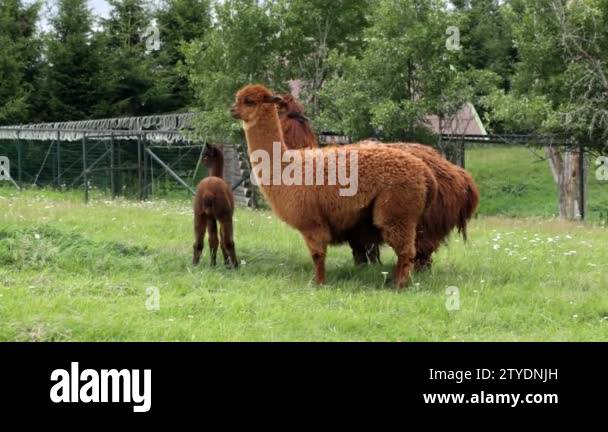 Dirty face chile Stock Videos & Footage - HD and 4K Video Clips - Alamy