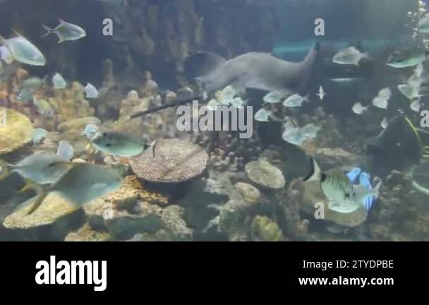 Stingray fish Stock Videos & Footage - HD and 4K Video Clips - Alamy