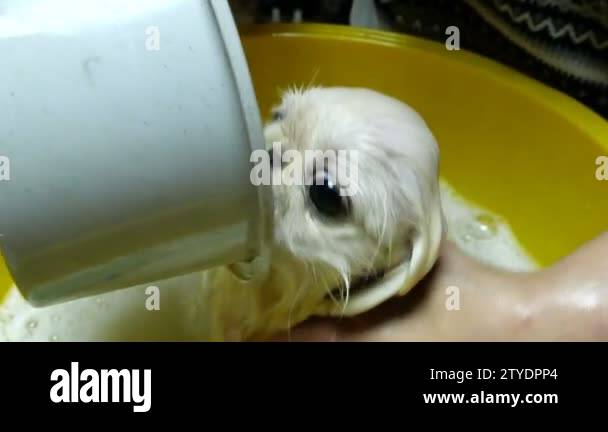 Dog bath time. Animal care. Adorable cute young puppy white Pekingese ...