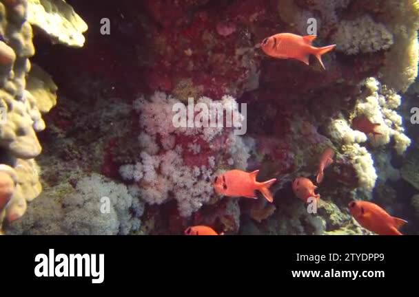 Jewel fairy basslet (Pseudanthias squamipinnis) and many other species ...