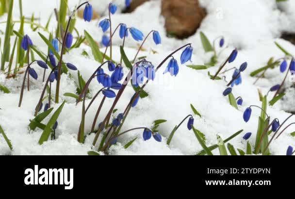 Shivering cold Stock Videos & Footage - HD and 4K Video Clips - Alamy