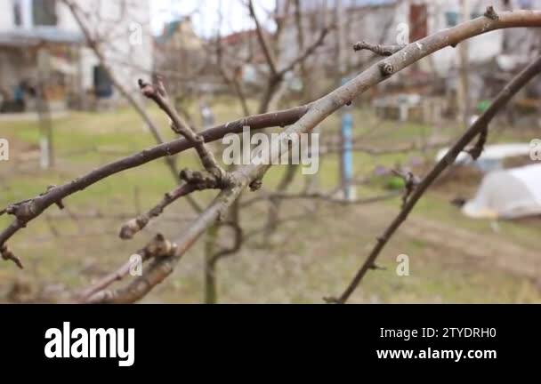 Sanitary pruning Stock Videos & Footage - HD and 4K Video Clips - Alamy